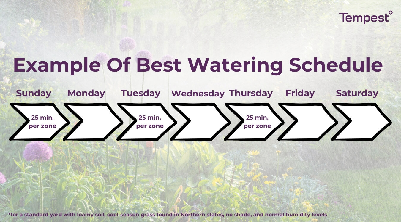 How Often Should You Water Your Lawn? Best Watering Schedule